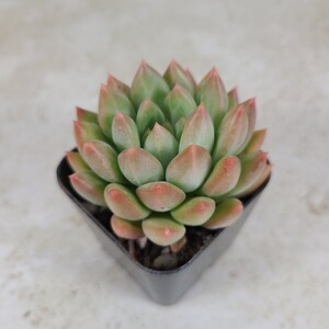 Echeveria Princess Succulent Live Plant - Etsy
