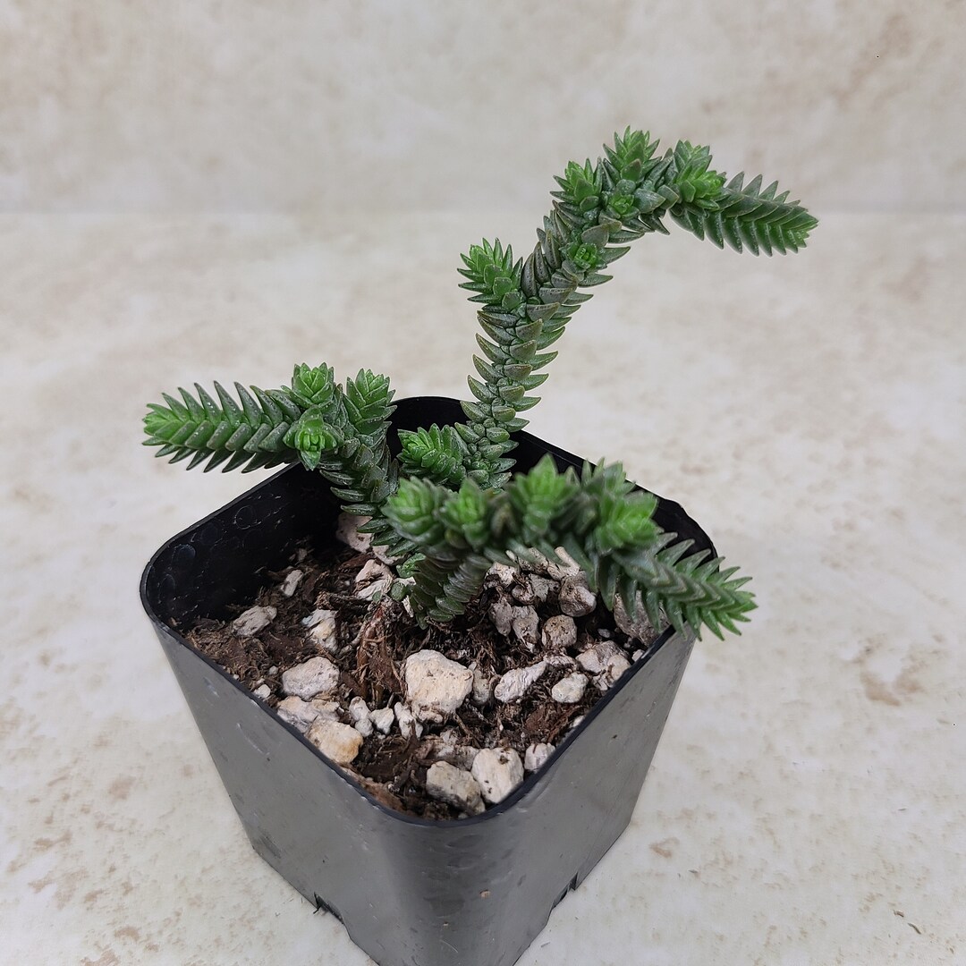Crassula Mucosa princess Pine Succulent Live - Etsy