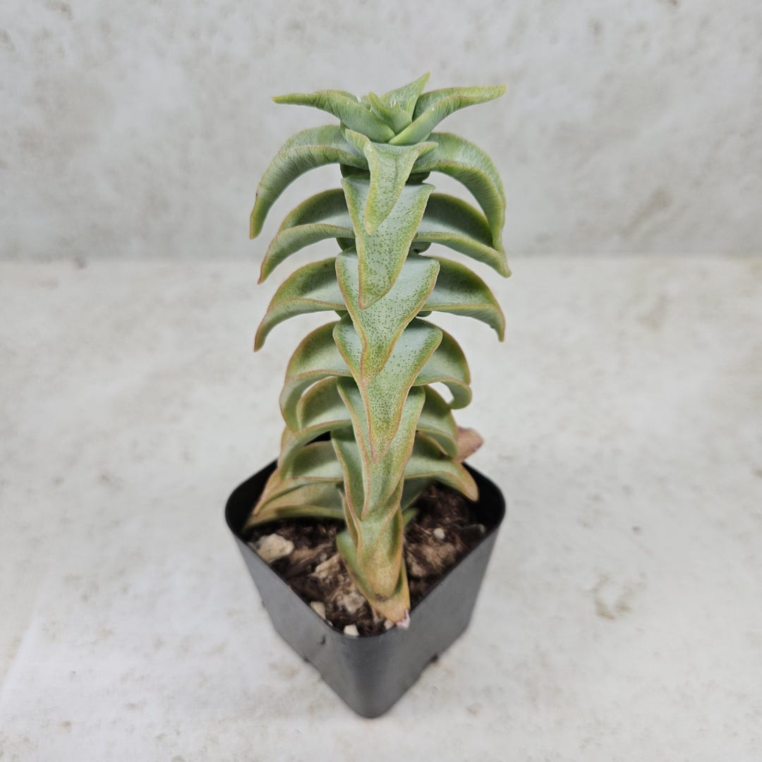 Crassula Perforata "starshine"/"penhoek Pass," Succulent, Live Plant - Etsy
