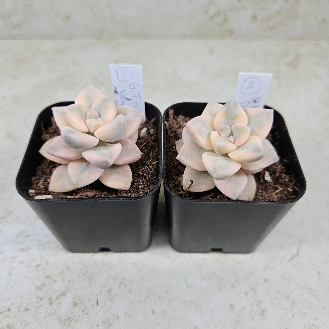 Korean Graptoveria Titubans Var., Succulent, Live Plant - Etsy