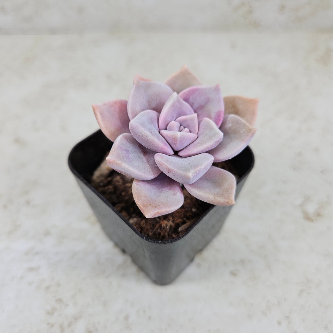 Graptopetalum snow White, purple Delight, Succulent, Live Plant - Etsy