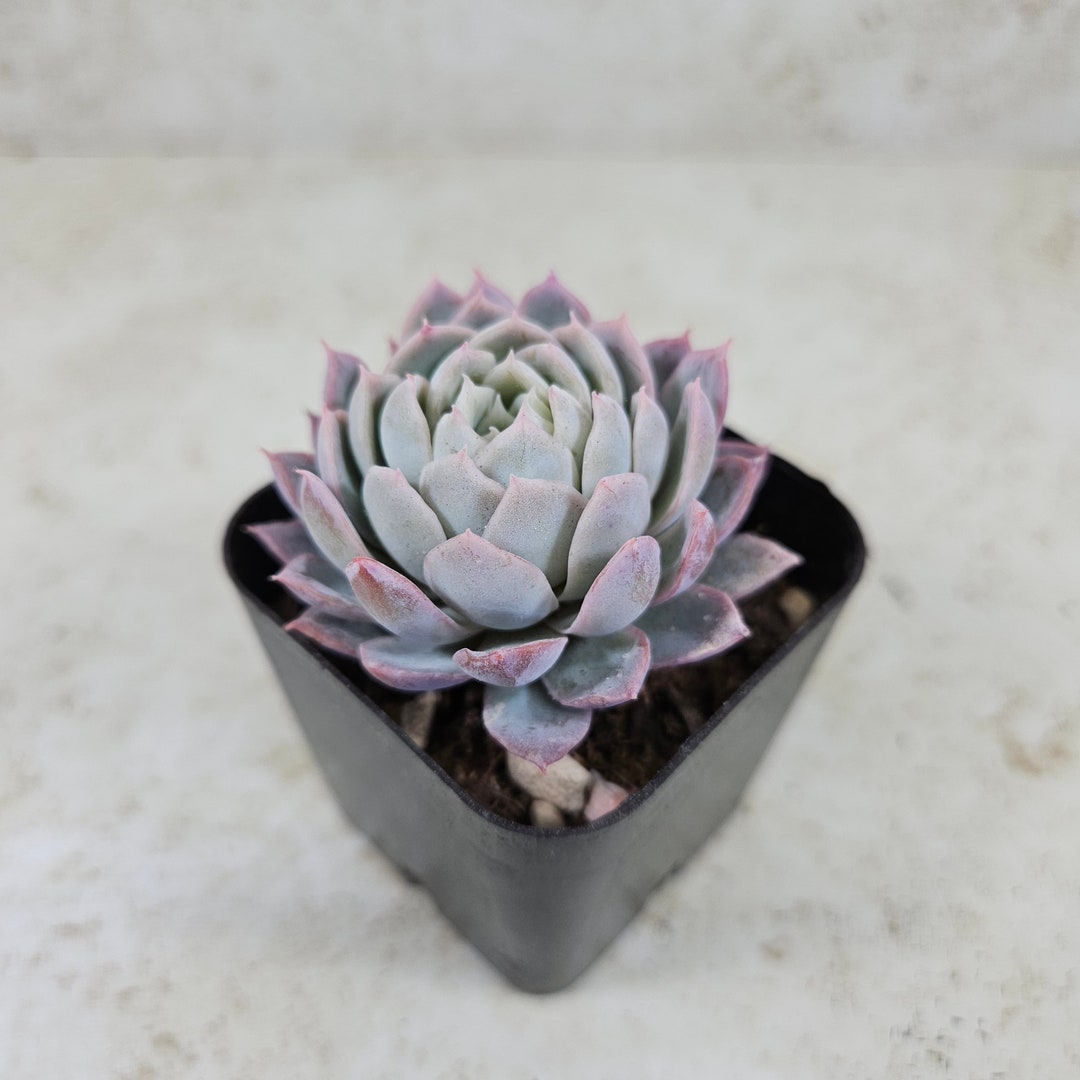 Echeveria Spark, Succulent, Live Plant - Etsy