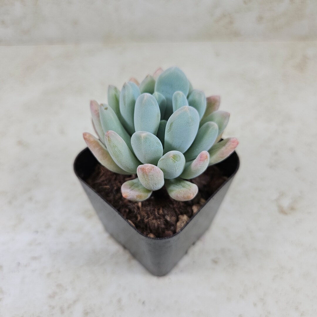 Pachyveria Blue/belle Blue, Succulent, Live Plant - Etsy