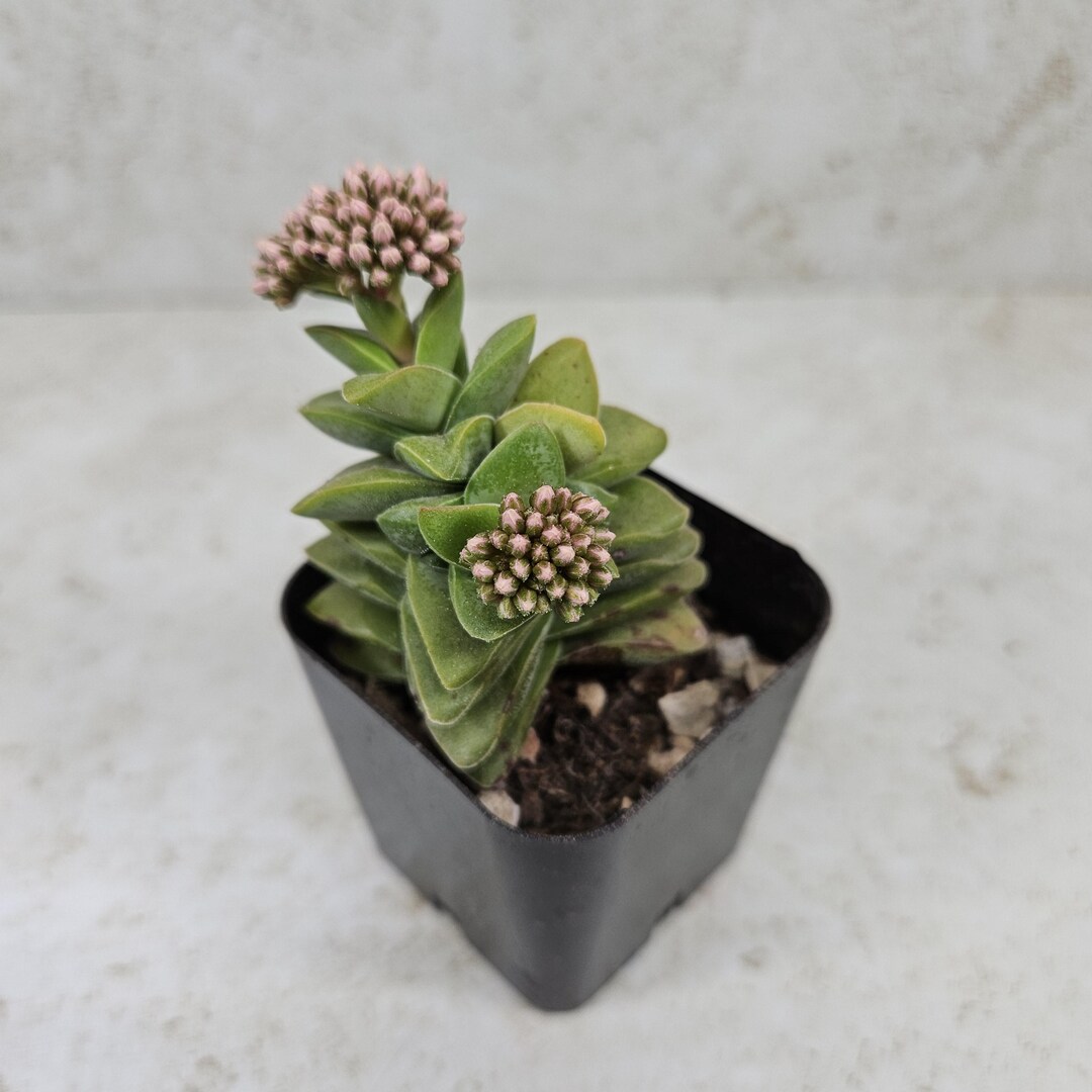 Crassula "springtime," Succulent, Live Plant - Etsy