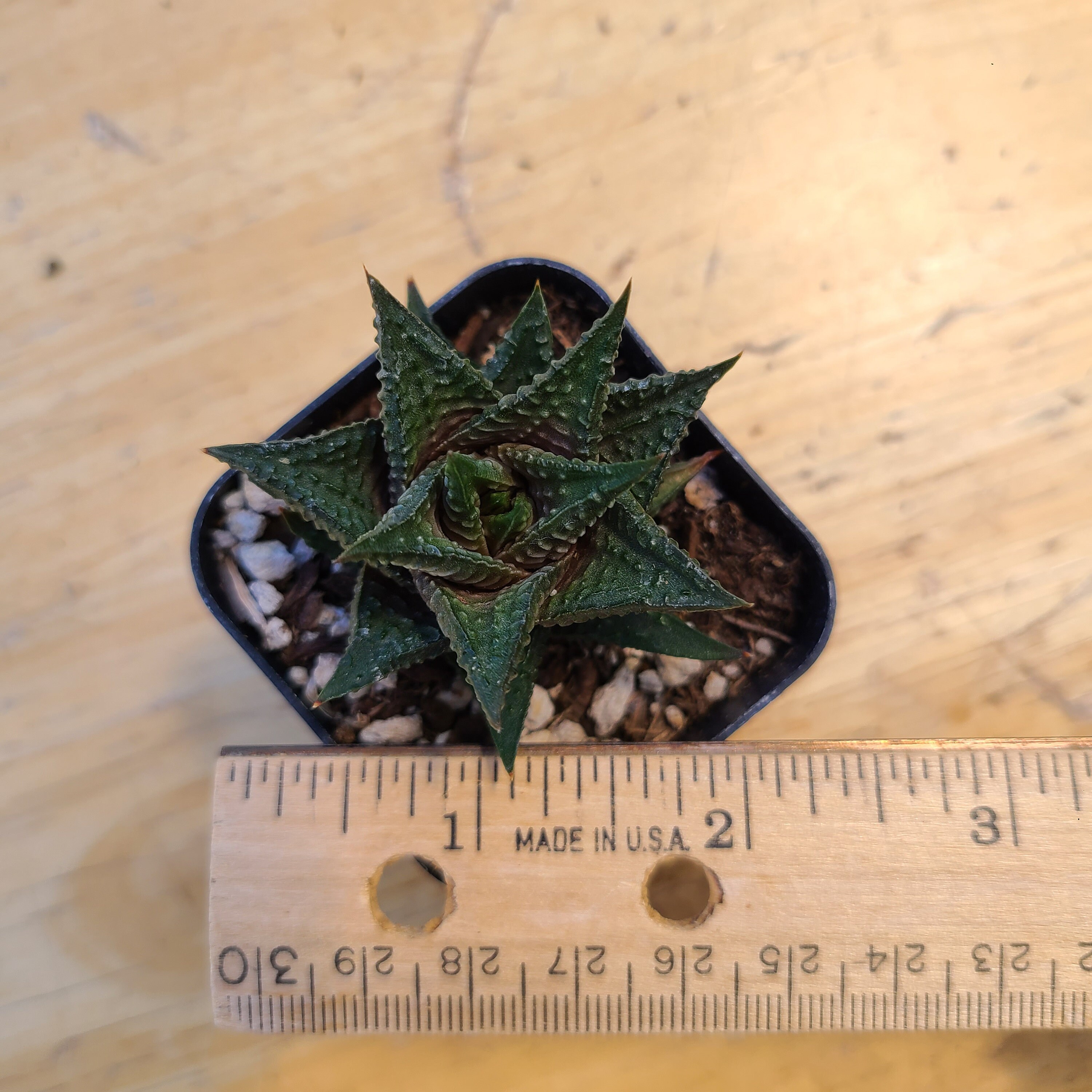 Haworthia limifolia succulent live plant | Etsy