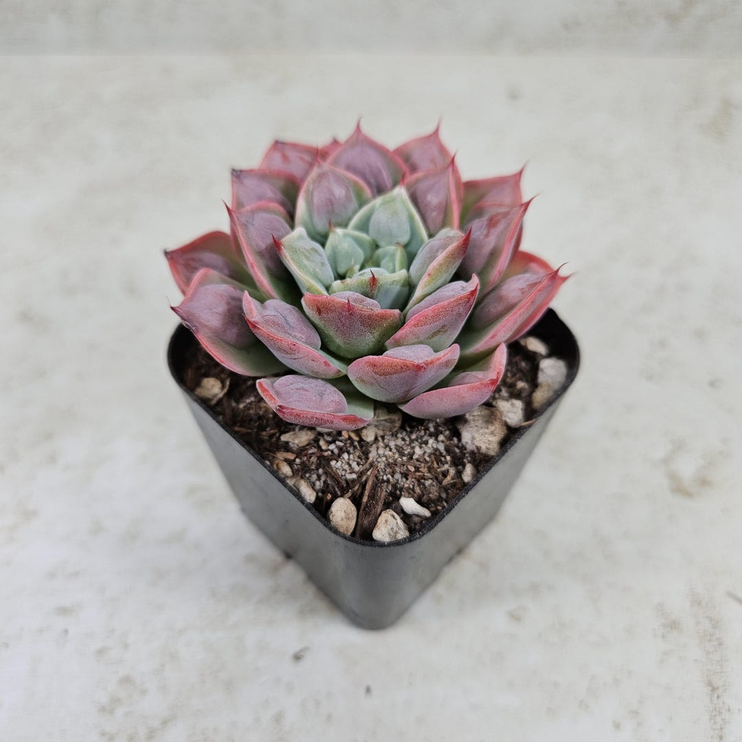 Echeveria Raindrops, Succulent, Live Plant - Etsy