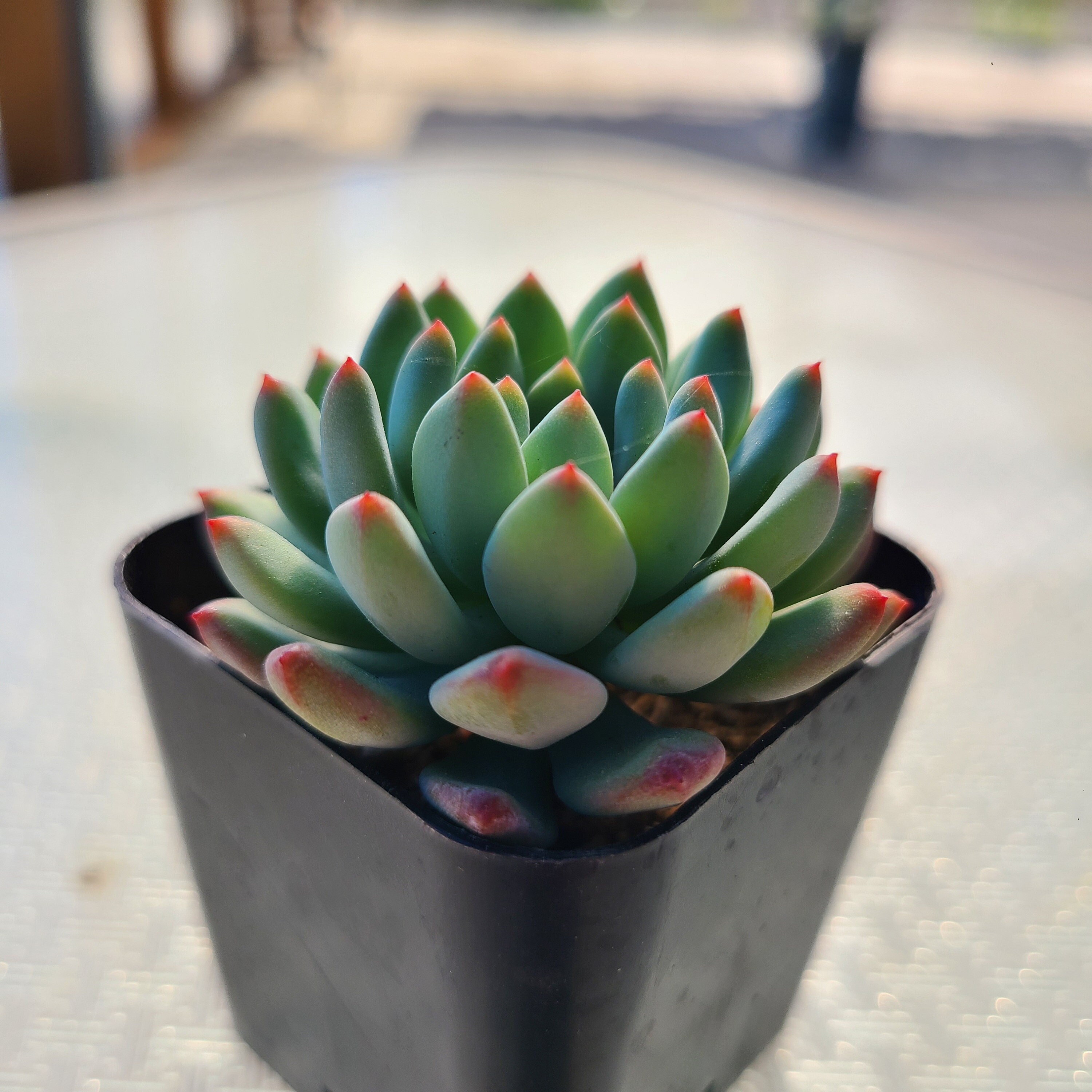 Sedeveria Blue Elf Succulent Live Plant - Etsy