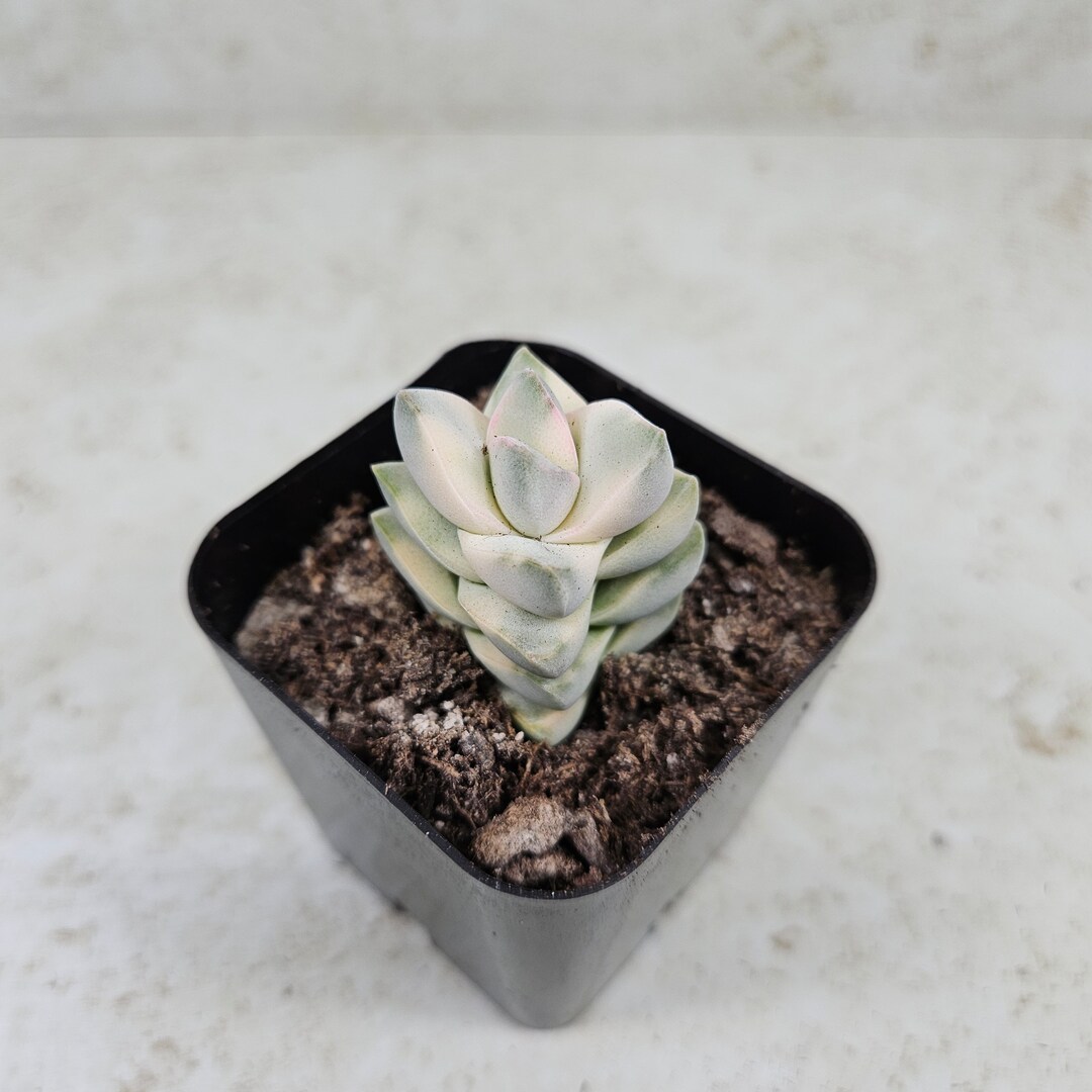 Crassula Moonglow Var., Succulent, Live Plant - Etsy