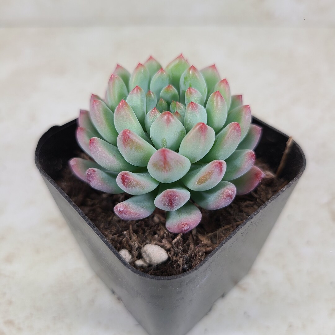 Sedeveria Blue Elf Succulent Live Plant - Etsy