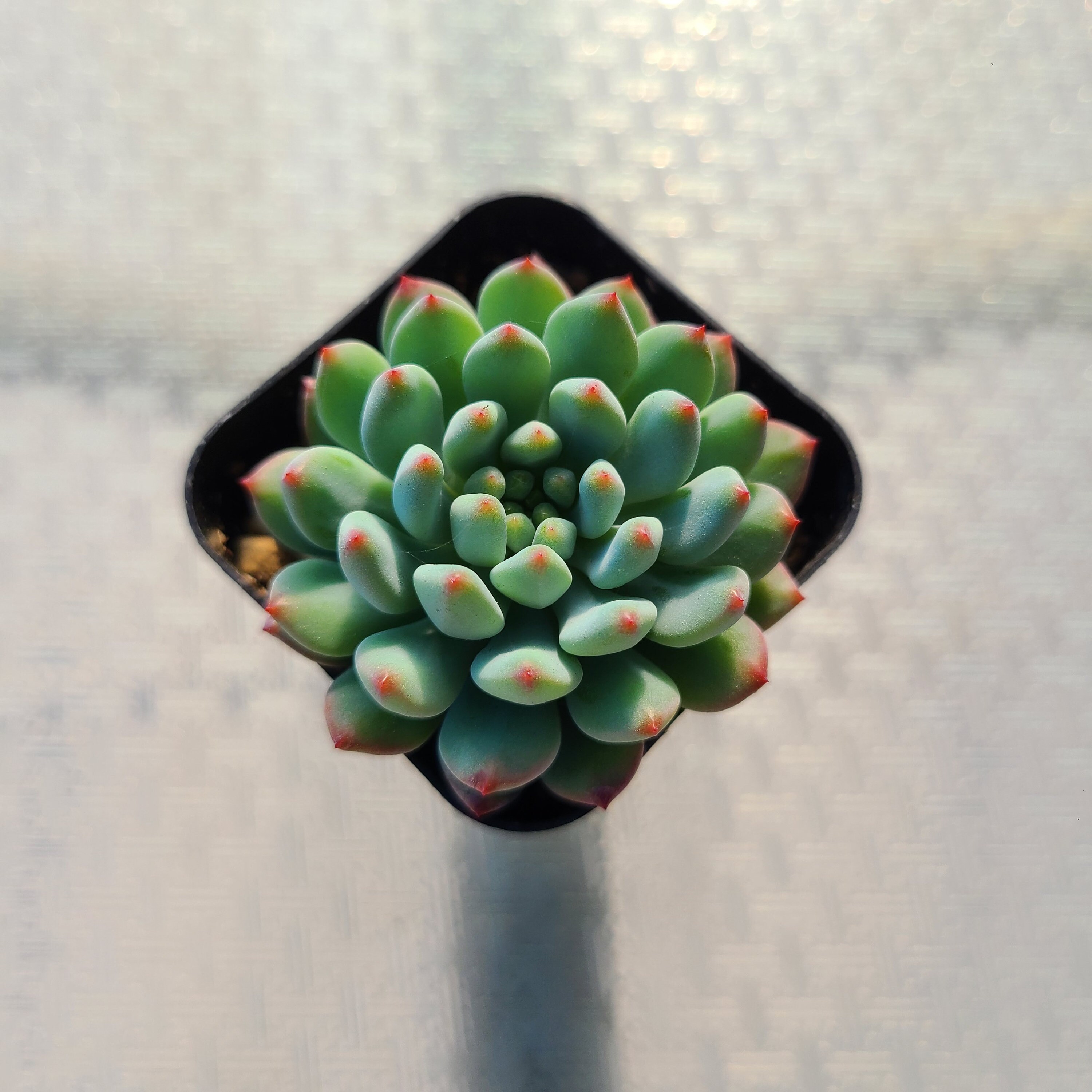 Sedeveria Blue Elf Succulent Live Plant - Etsy