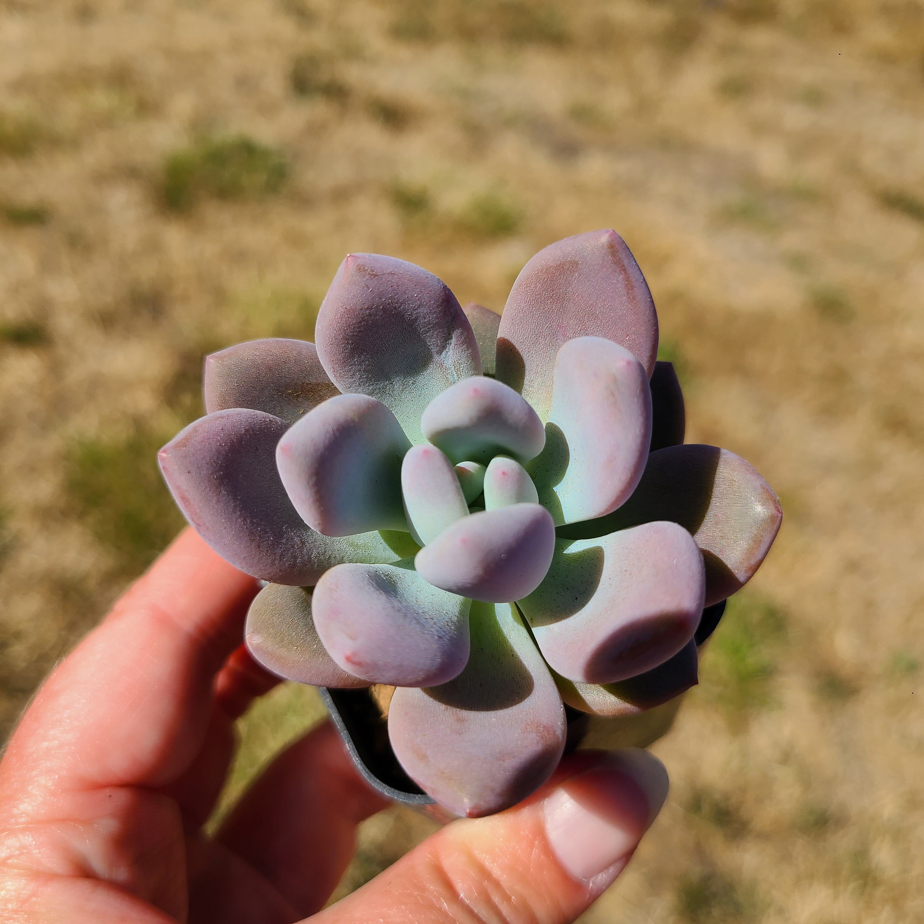 Graptoveria Opalina succulent live plant | Etsy