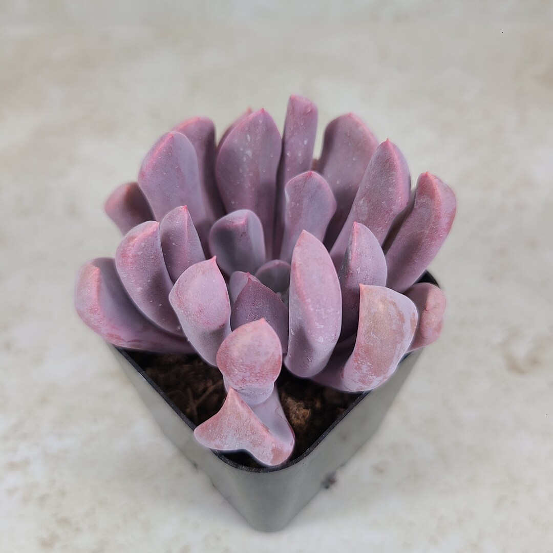 Graptoveria lilac Spoons/cupid/topsy Debbie - Etsy