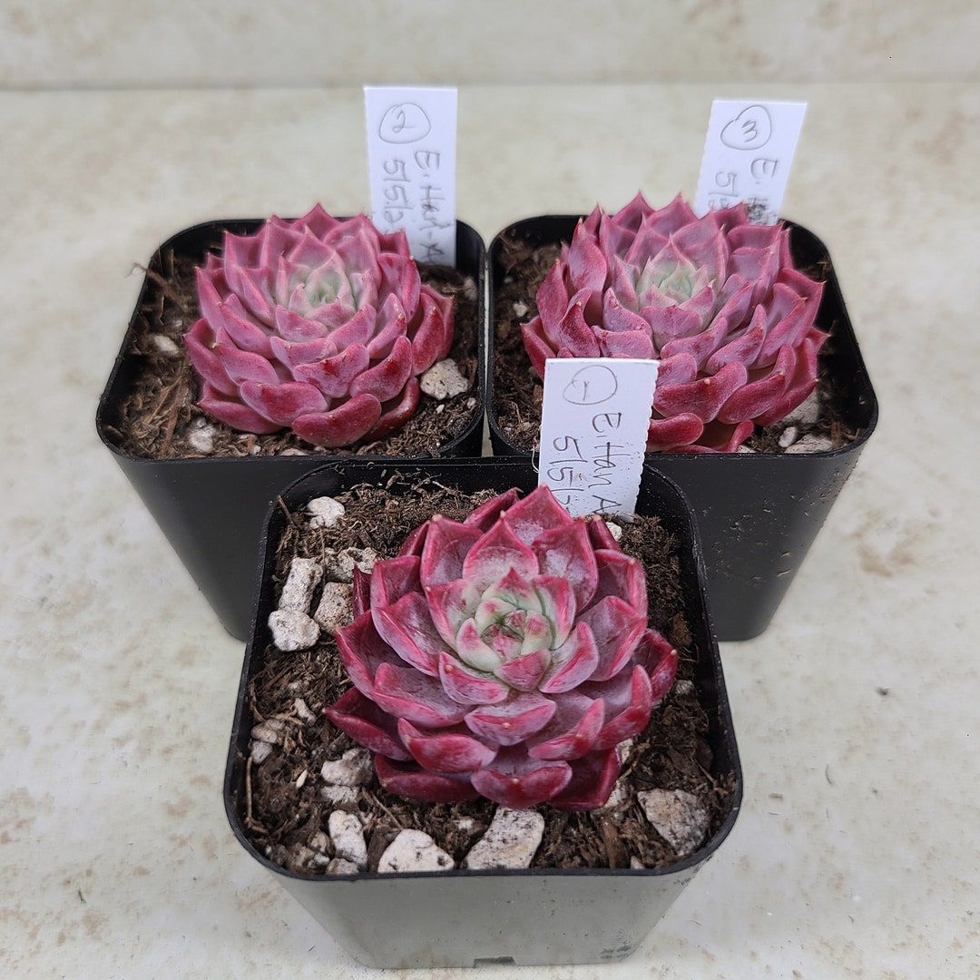 Korean Echeveria han-areum Succulent Live Plant - Etsy