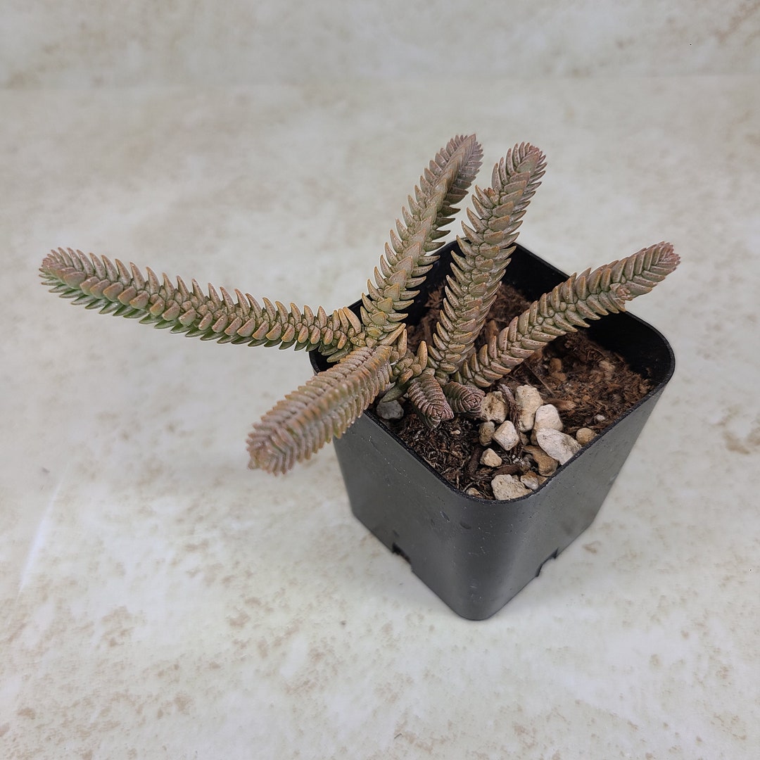 Crassula Mucosa princess Pine Succulent Live - Etsy