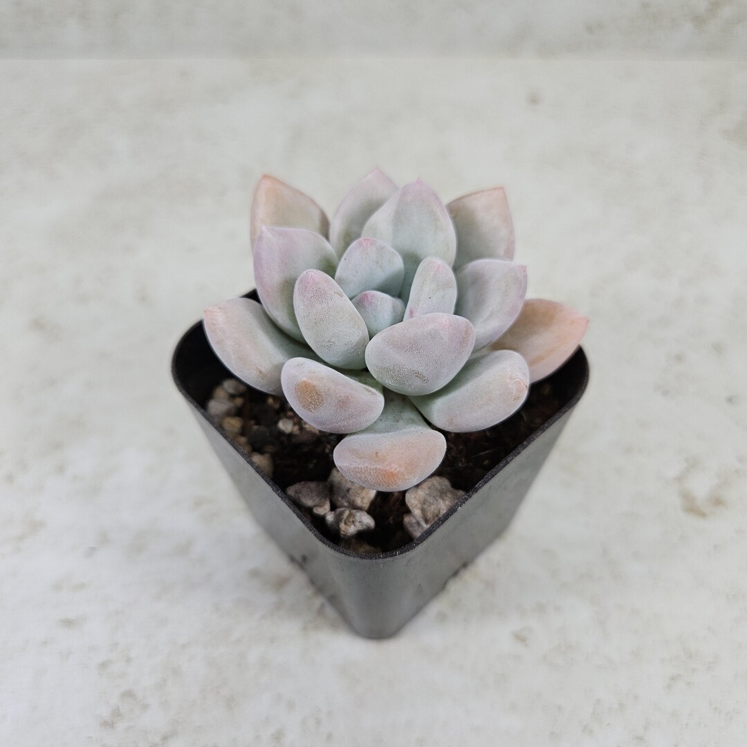 Graptoveria Opalina, Succulent, Live Plant - Etsy