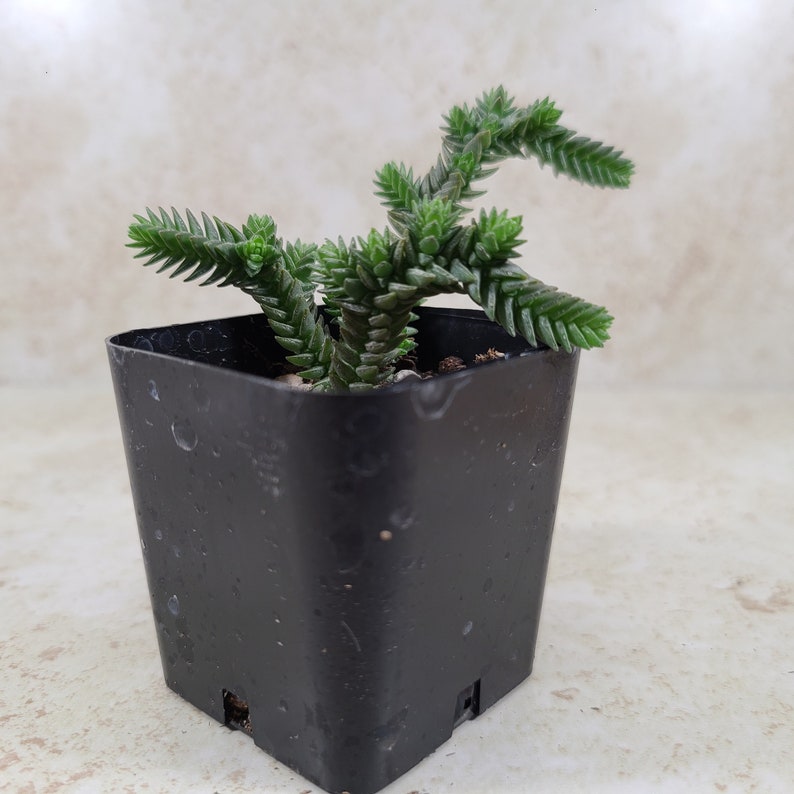 Crassula Mucosa princess Pine Succulent Live - Etsy