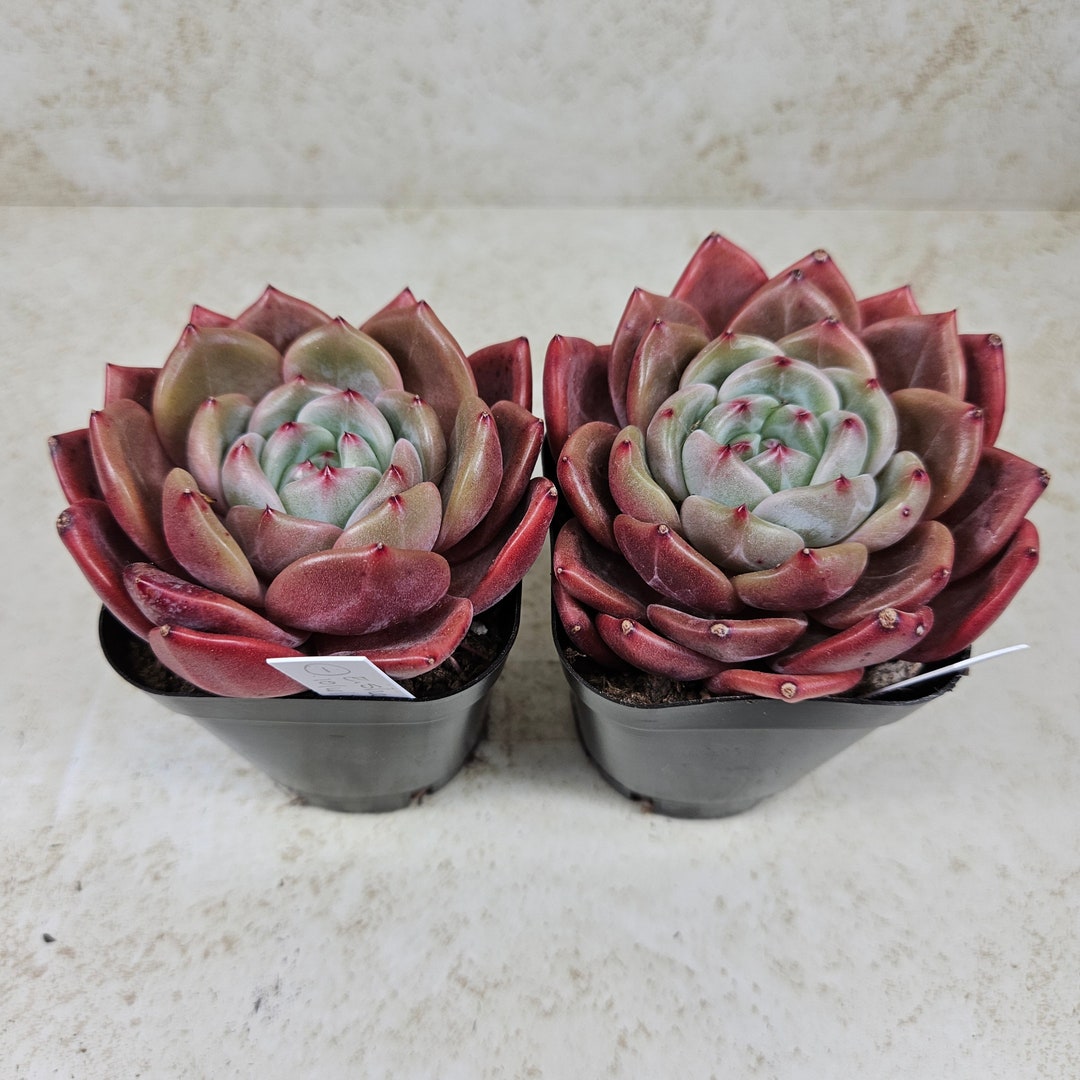 Korean Echeveria sharmon, Succulent, Live Plant - Etsy