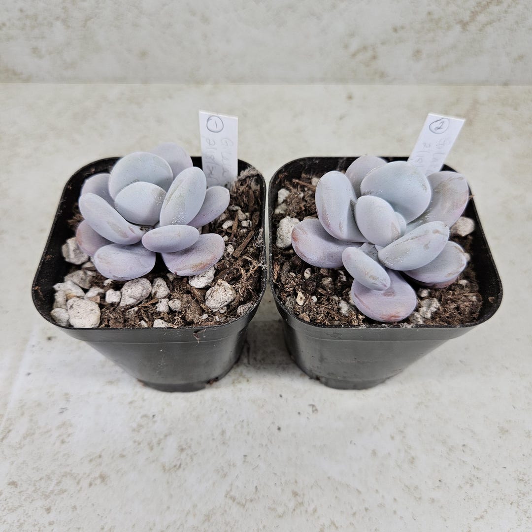 Korean Graptoveria "lala," Succulent, Live Plant - Etsy