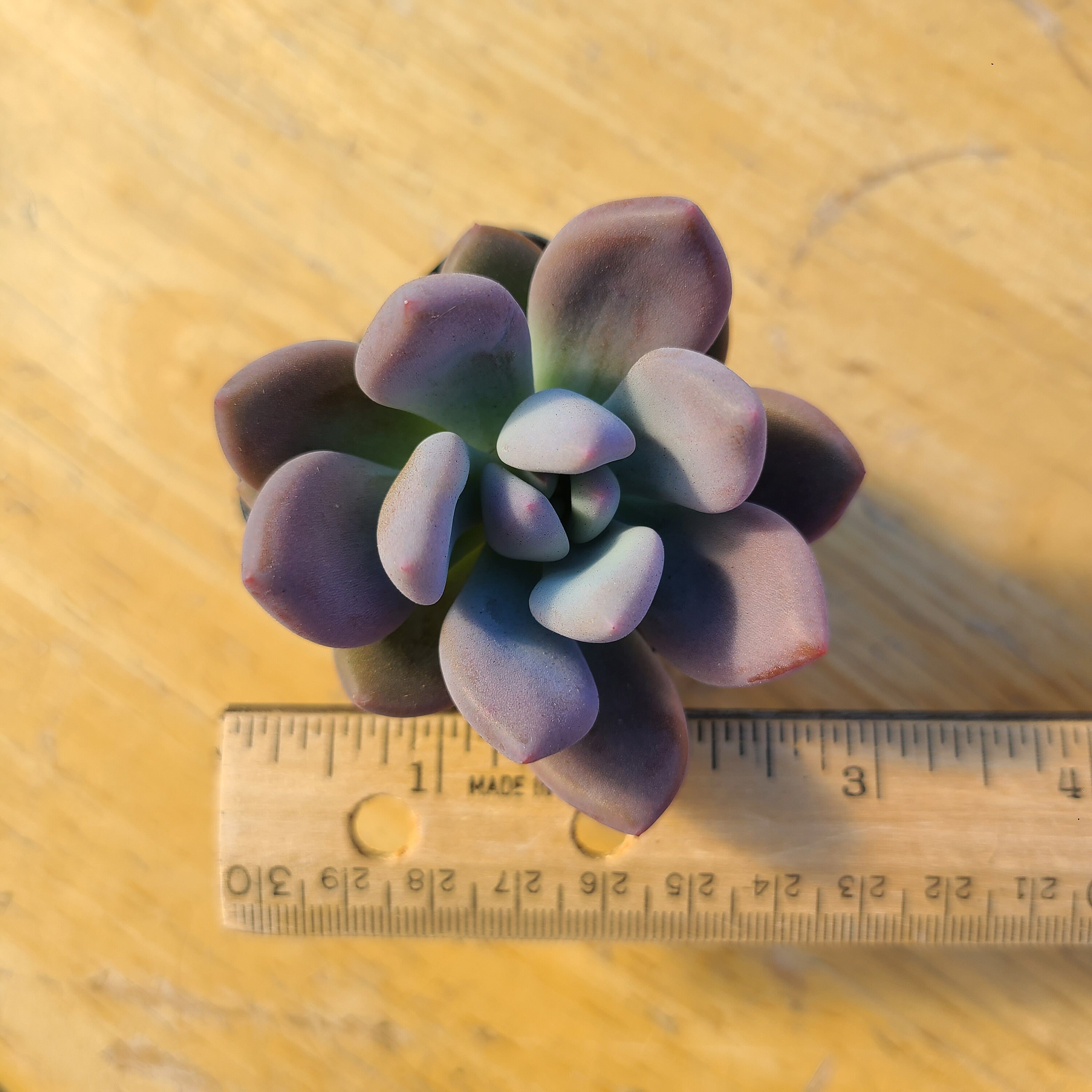 Graptoveria Opalina succulent live plant | Etsy