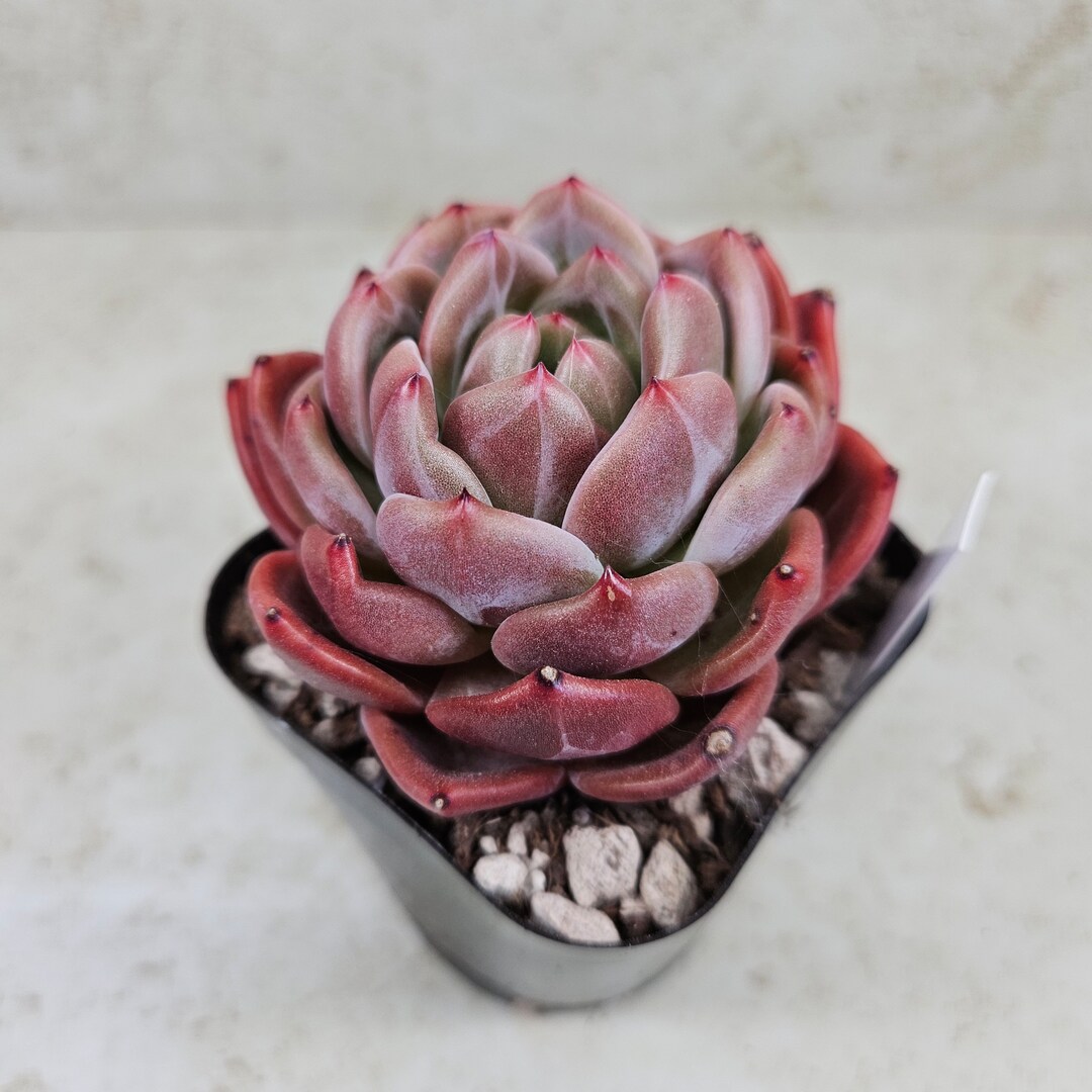 Korean Echeveria sharmon 2, Succulent, Live Plant - Etsy