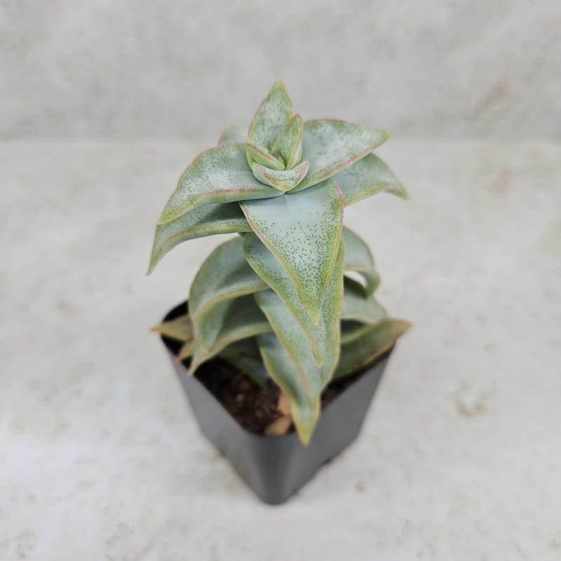 Crassula - Etsy