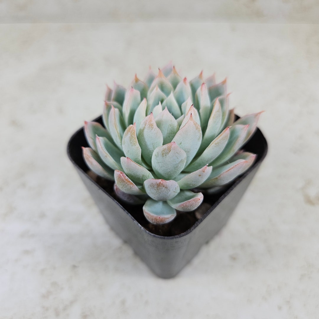 Echeveria Spark, Succulent, Live Plant - Etsy