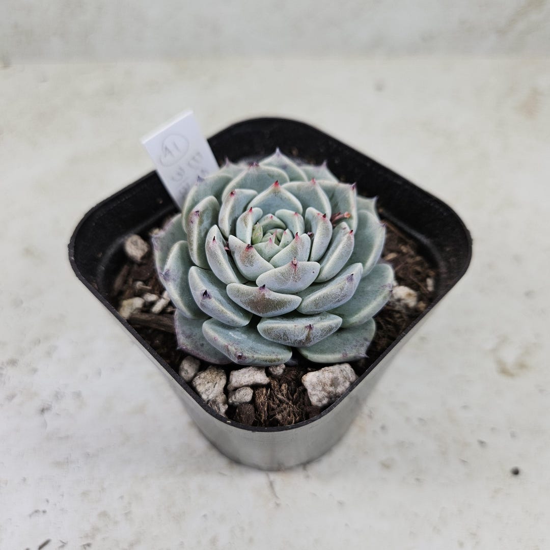 Korean Echeveria Sp. (#41), Succulent, Live Plant - Etsy