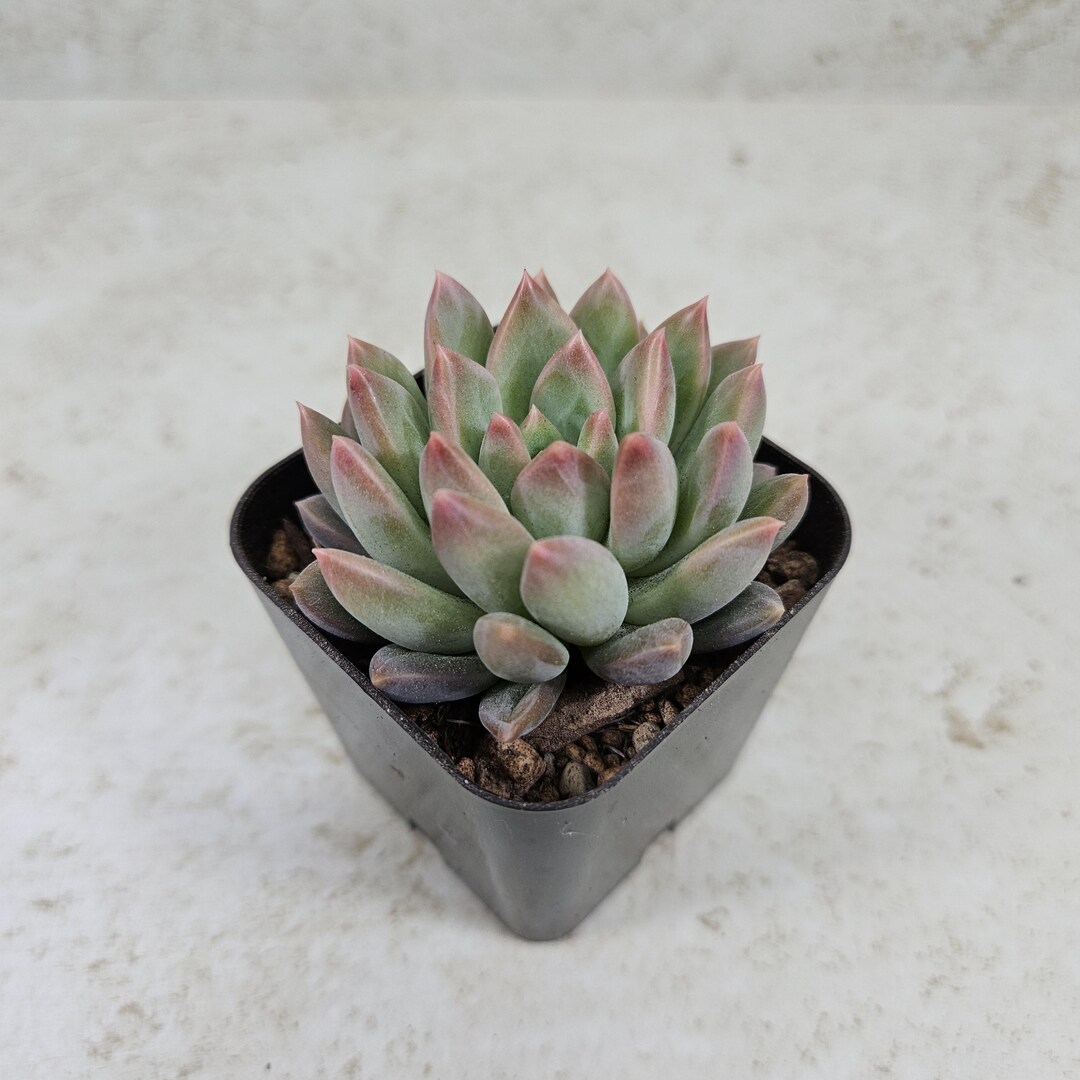 Echeveria Princess, Succulent, Live Plant - Etsy