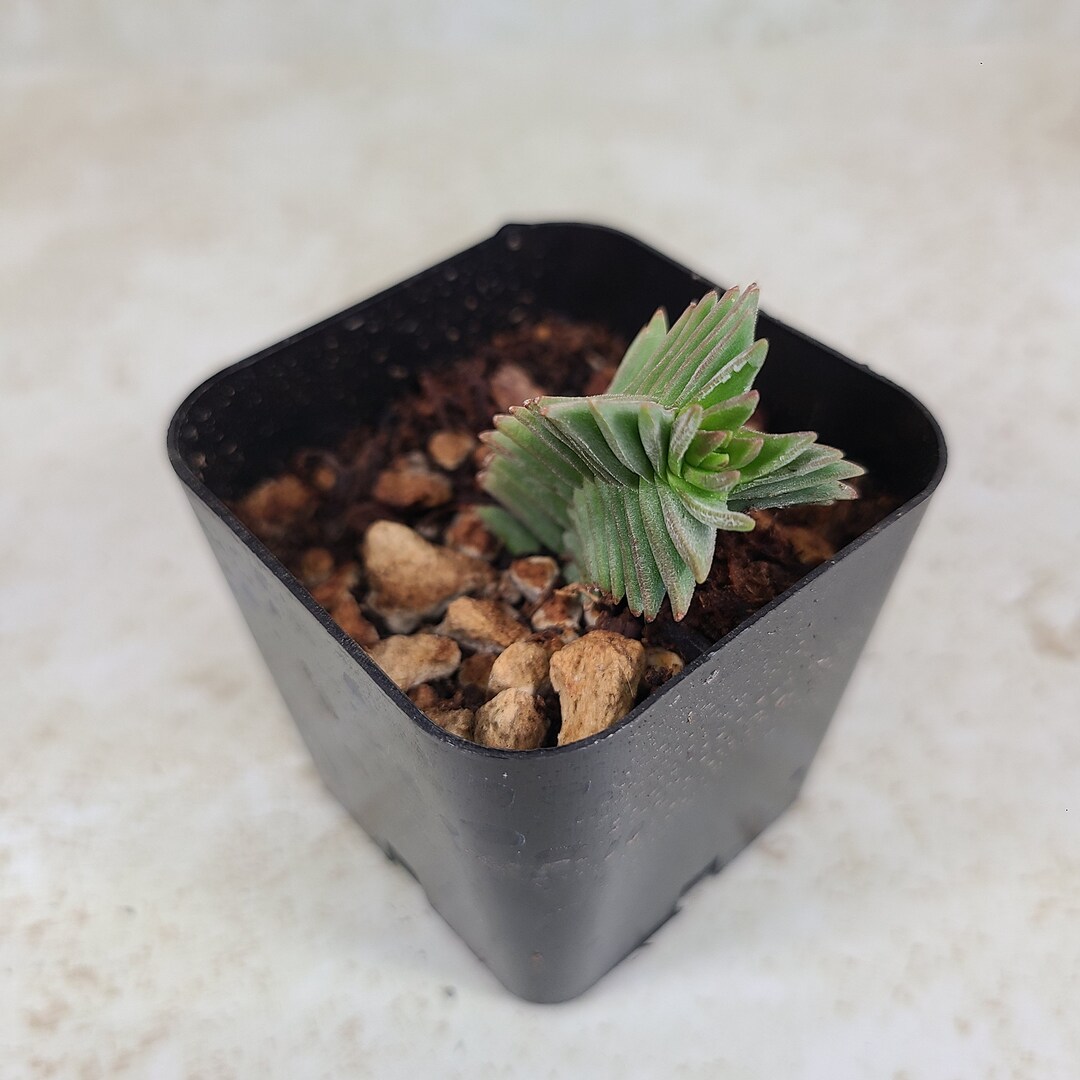 Crassula Pyramidalis Cv. Congesta Succulent Live Plant - Etsy