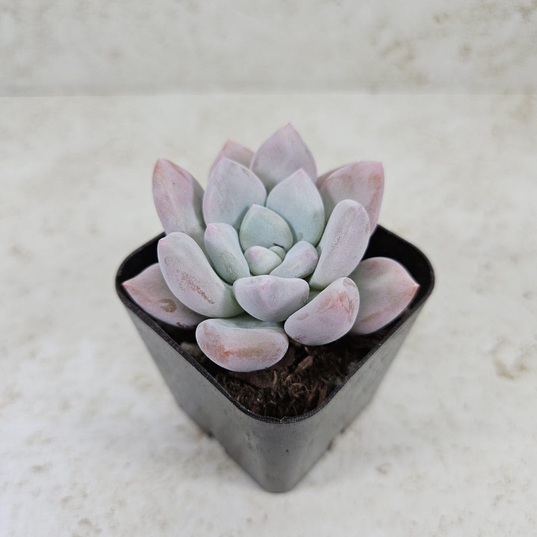 Graptoveria Opalina, Succulent, Live Plant - Etsy