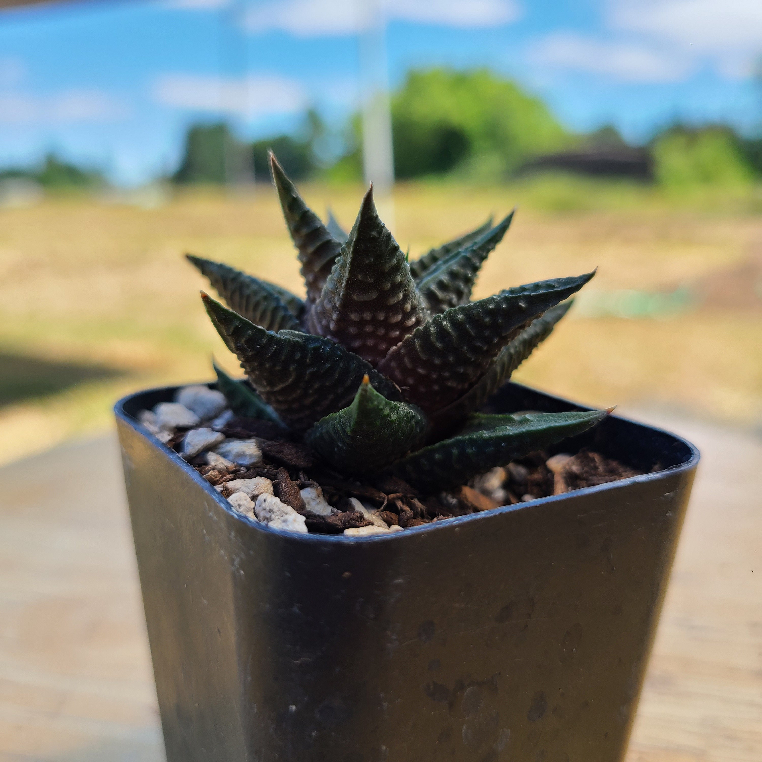 Haworthia limifolia succulent live plant | Etsy