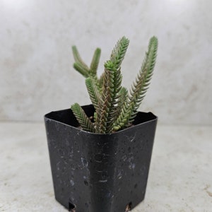 Crassula Mucosa, princess Pine, Succulent, Live Plant - Etsy