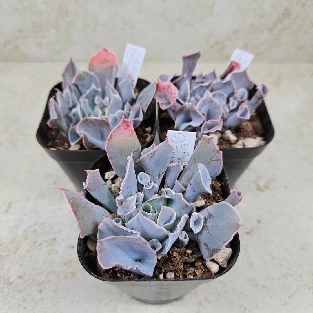 Echeveria pinky Trumpet, Succulent, Live Plant - Etsy