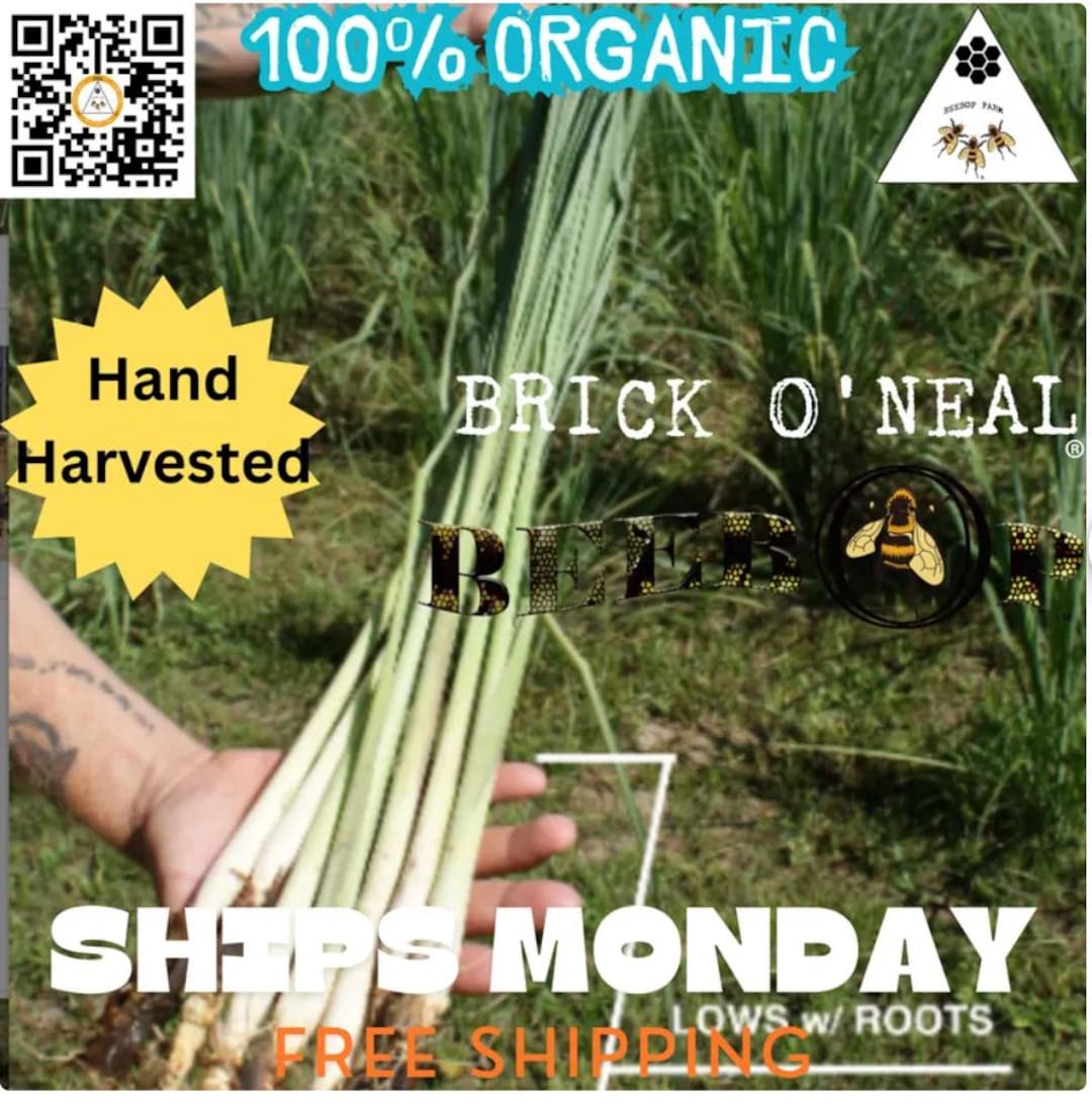 Lemongrass 12 Live PLANTS Starter/rooted Plugs !!PRESALE for JUNE 1st ...