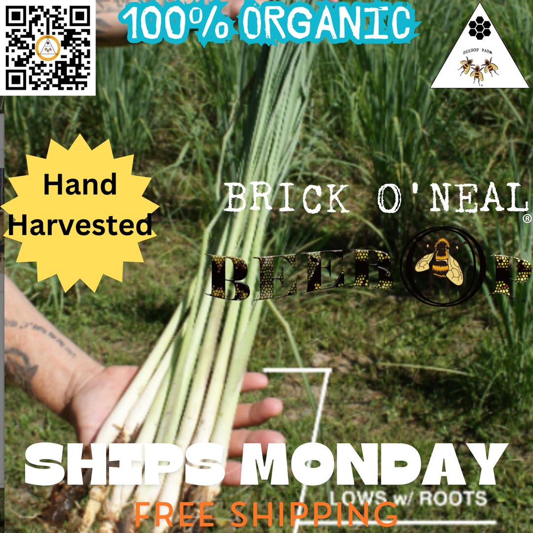 Lemongrass 12 Live PLANTS Starter/rooted Plugs ~A Beebop Farm™ Product ...