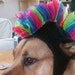 Mohawk Dog/cat Hat - Etsy