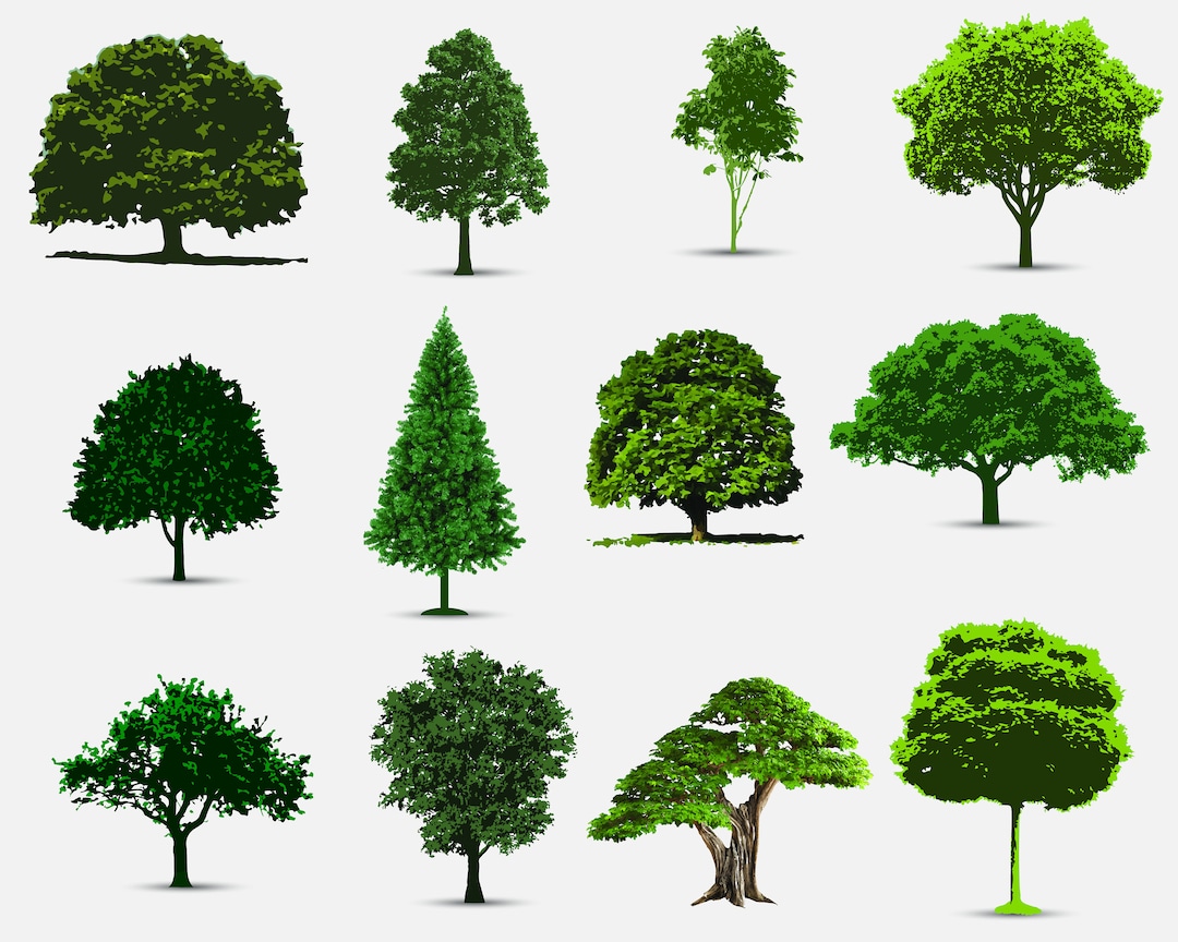 Tree Vector, Tree Clipart, Tree Realistic Illustration, Oak Tree ...
