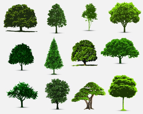 Tree Vector Tree Clipart Tree Realistic Illustration Oak - Etsy