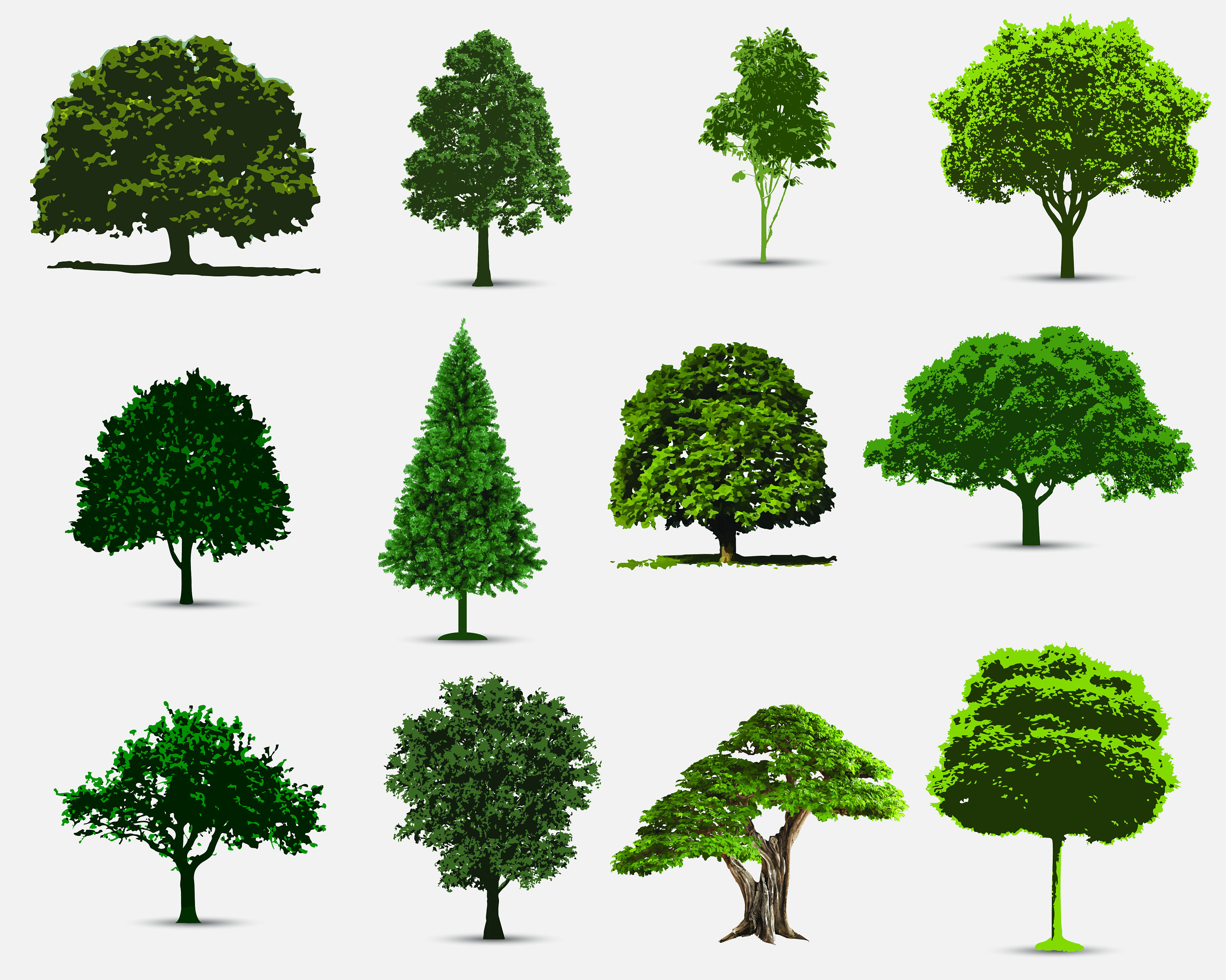 Tree Vector, Tree Clipart, Tree Realistic Illustration, Oak Tree ...
