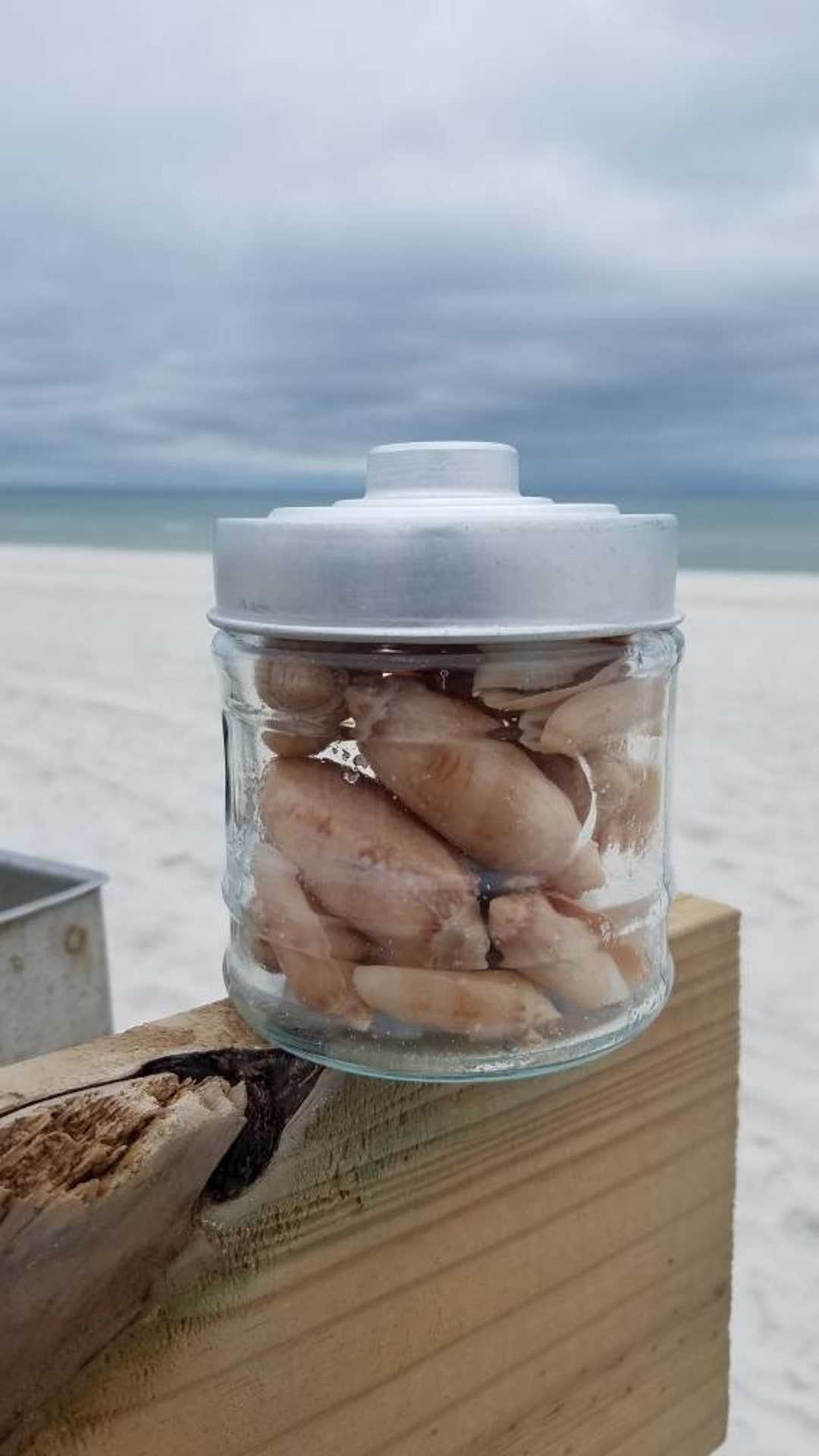Seashells/ in a Jar / Olive Shells - Etsy