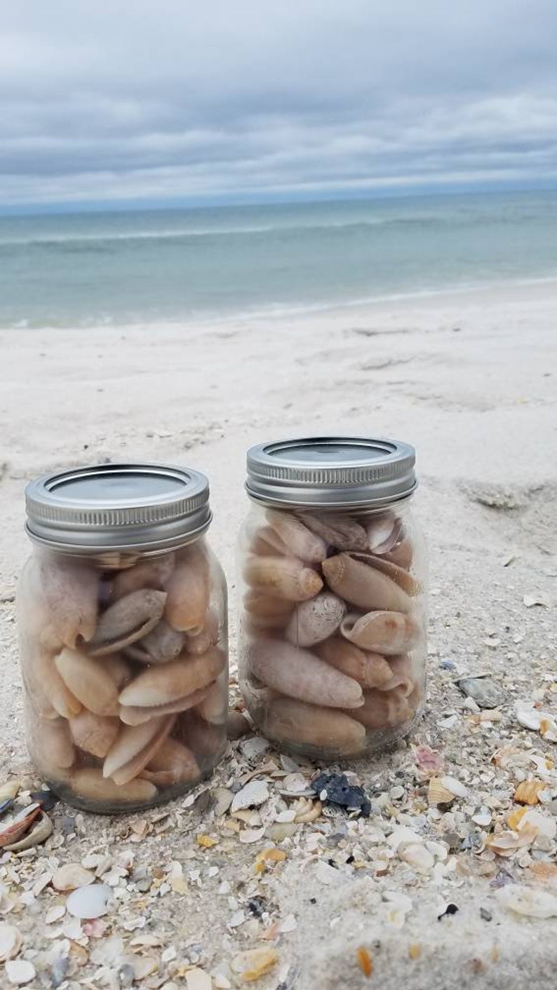 Sea Shells / Shells in a Jar / Olive Shells - Etsy