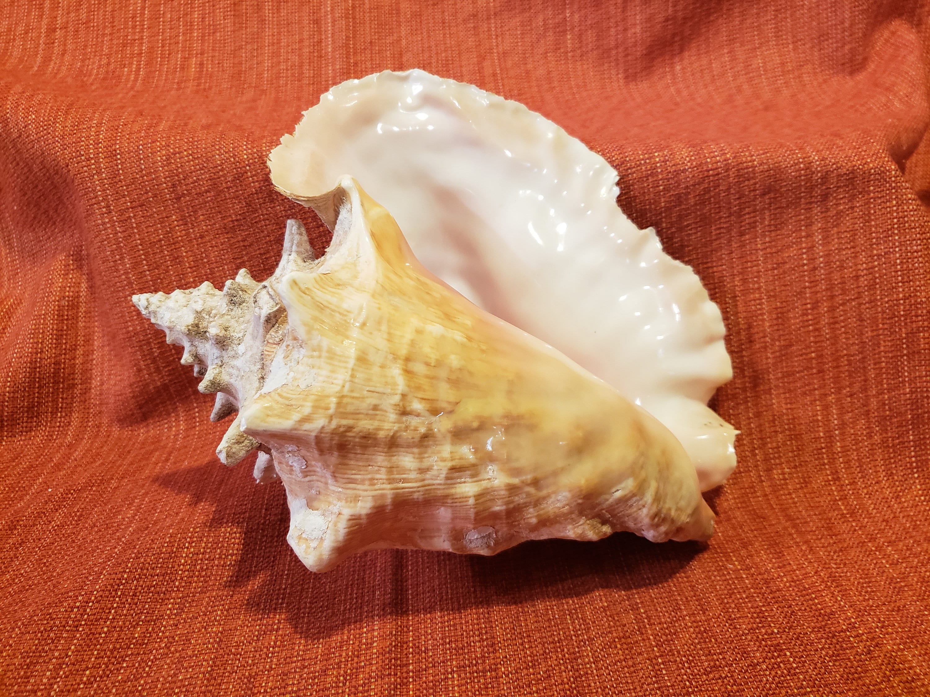 Large Natural Conch Shell - Etsy