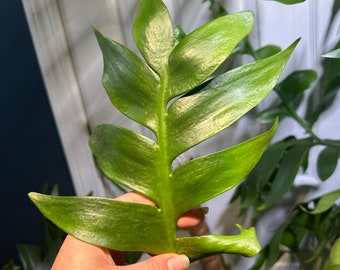 Shark Fin Cactus Sharktooth Fern Selenicereus - Etsy