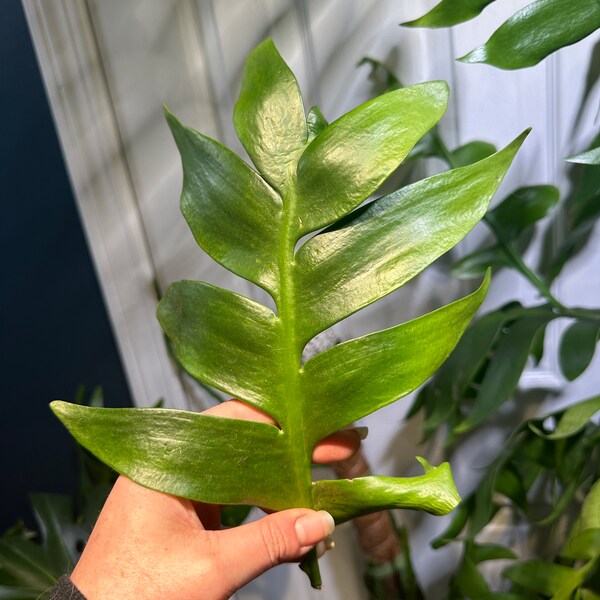 Fern Leaf Cactus - Etsy