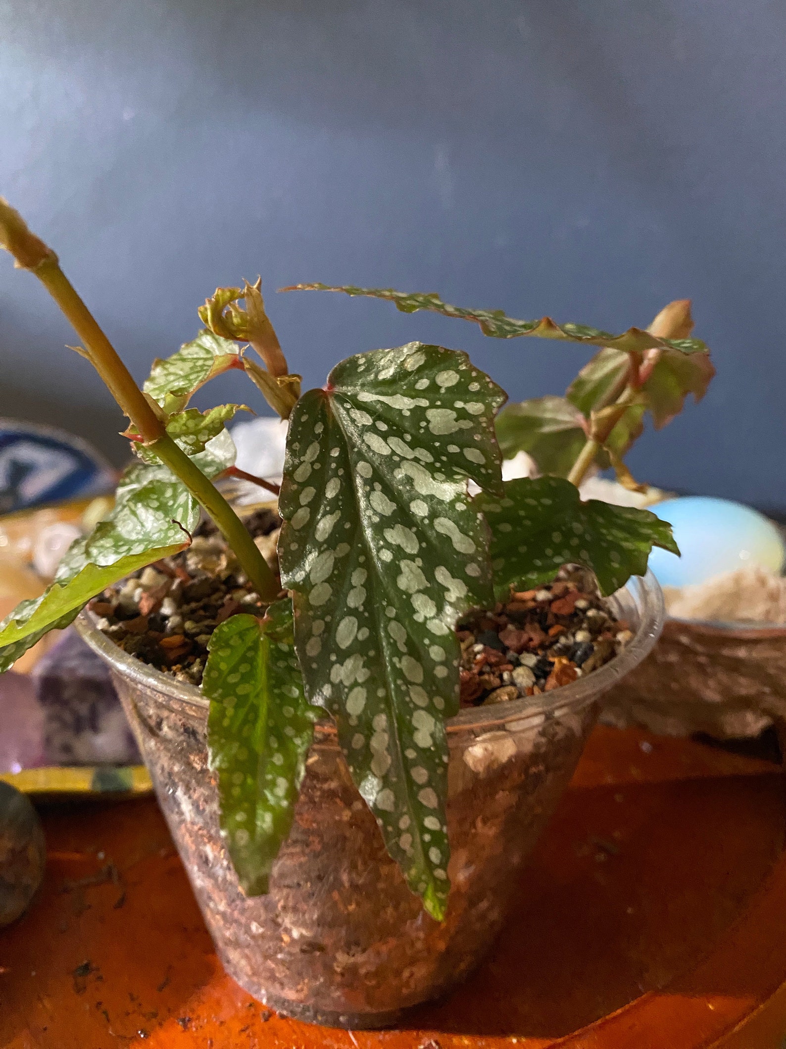 Begonia Medora Angel Wing Begonia 3 Pot - Etsy