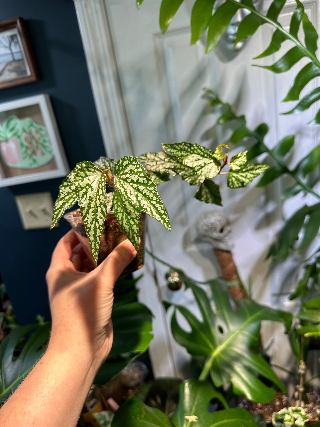 Begonia Medora Angel Wing Begonia 3 Pot - Etsy