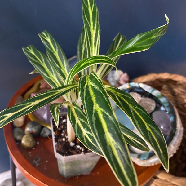 Aglaonema - Etsy