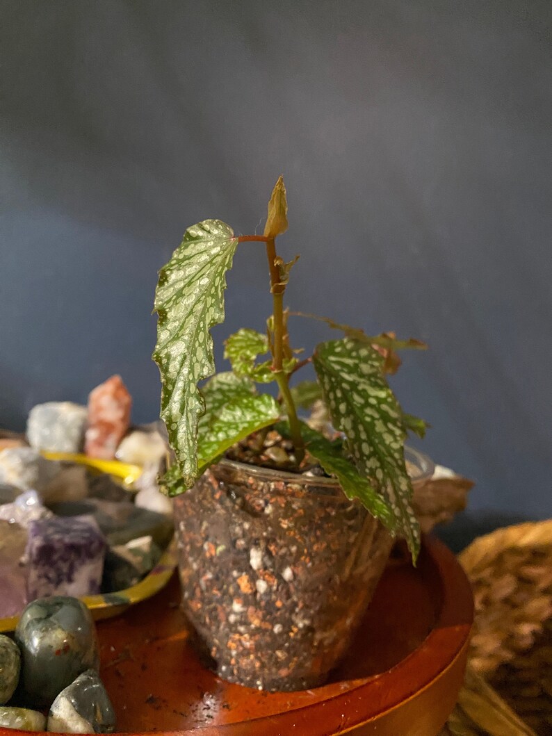 Begonia Medora Angel Wing Begonia 3 Pot - Etsy