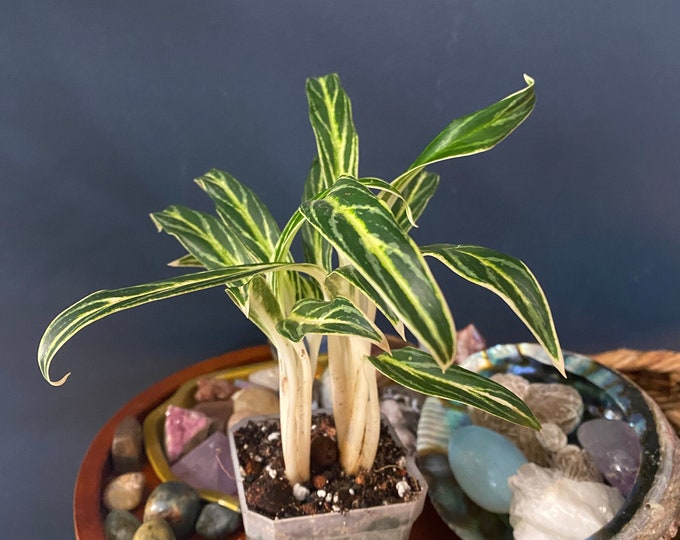 Aglaonema Bamboo Cutlass Chinese Evergreen 2 Starter Plants - Etsy