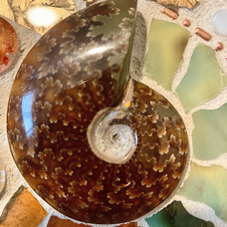Ammonite Dream - Etsy